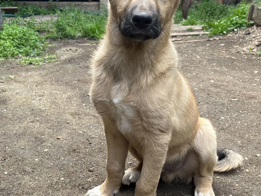 Отдам в добрые руки