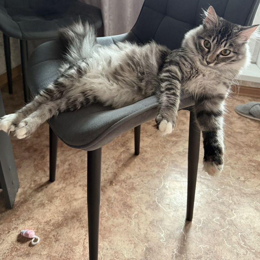 Взрослый кот в добрые руки