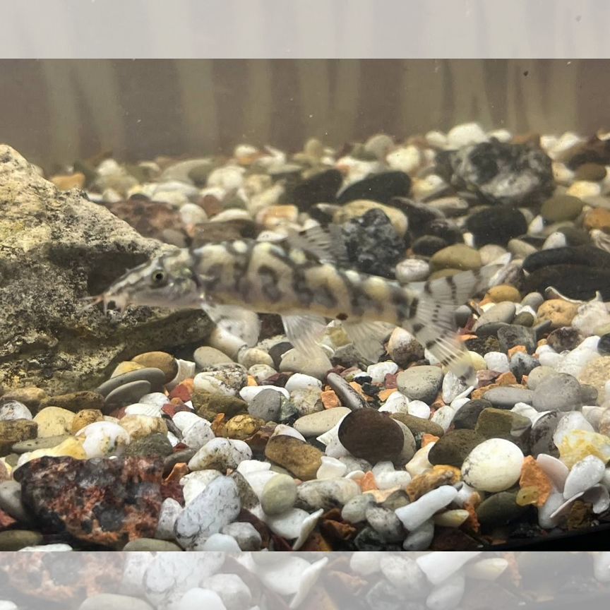 Аквариум с Боция мраморная и Тернеция