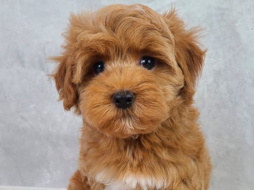 Мальтипу щенок мальчик