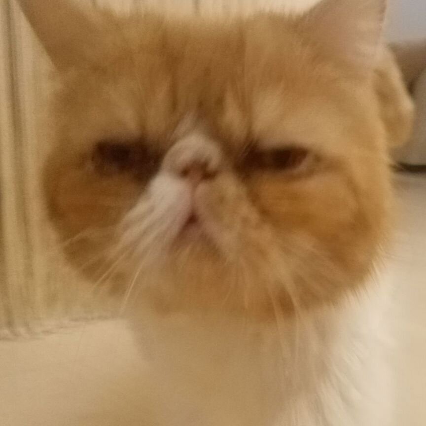 Котенок Перс 8 месяцев