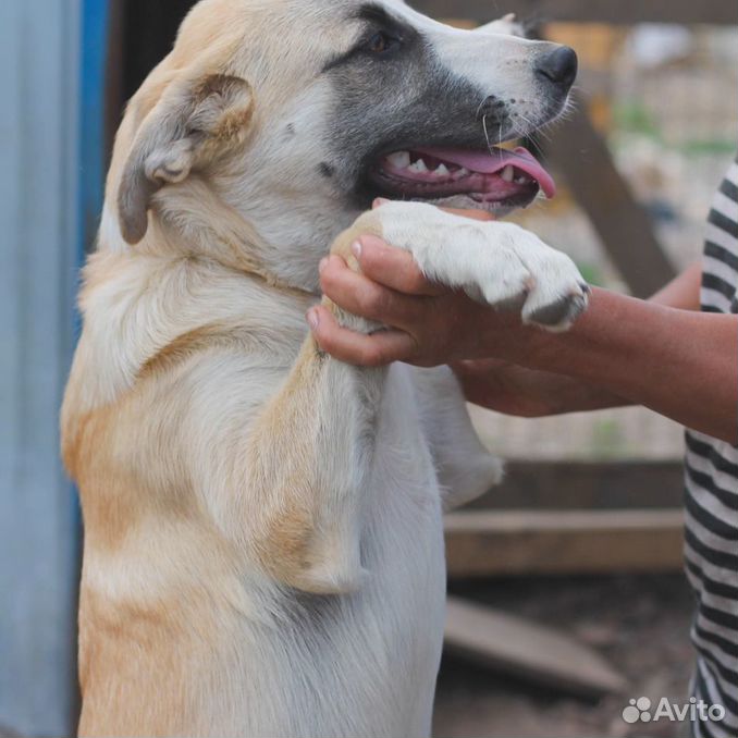 Рослый щенок, девочка, 7 мес
