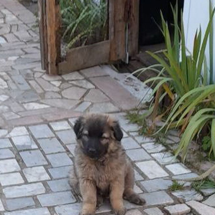 Кавказская овчарка, щенок