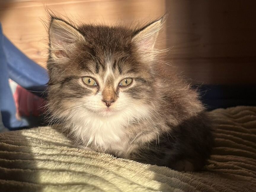 Сибирские котята