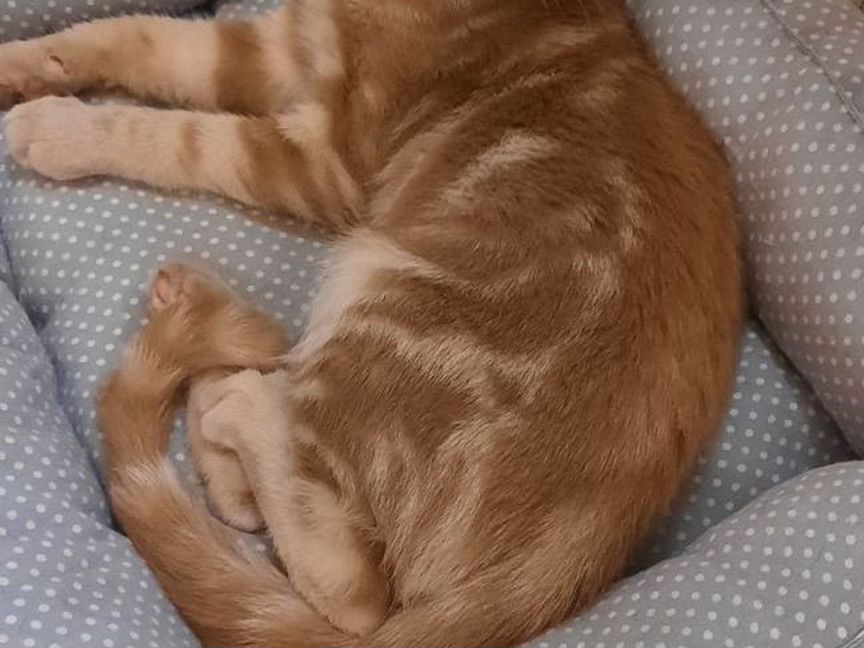 Рыжий котик