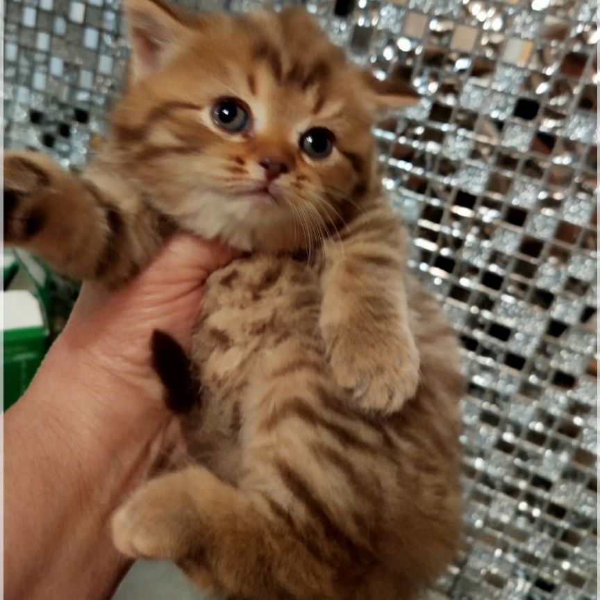 Шикарные Шотландские котята