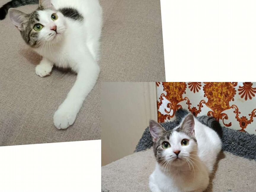 Кошечка девочка ищет дом