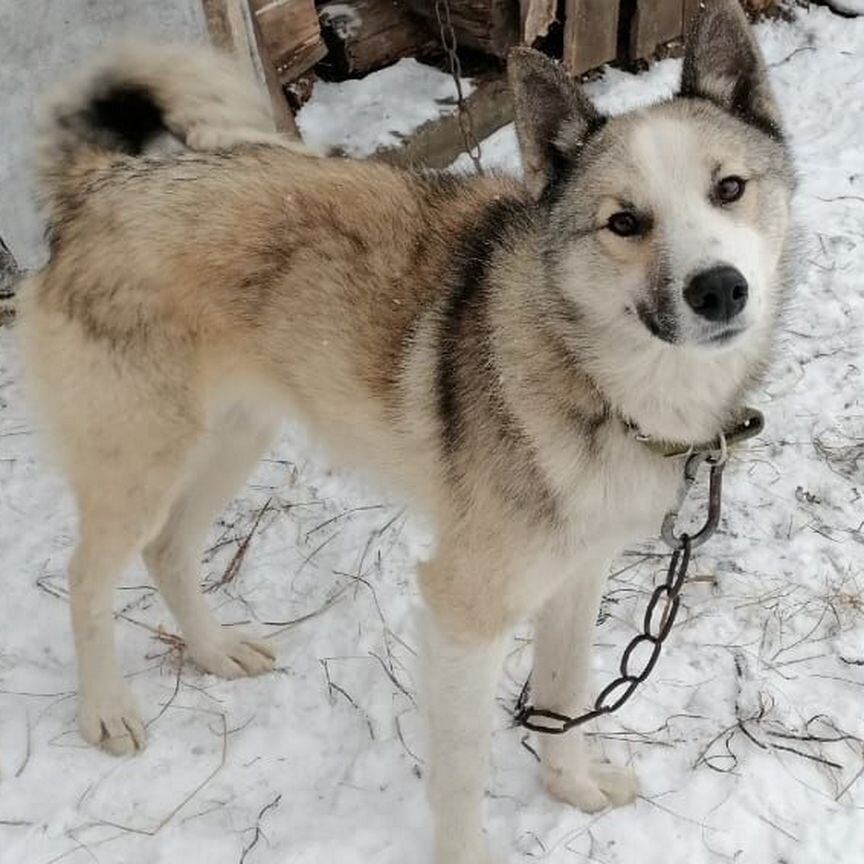 Западносибирская лайка, взрослый пёс
