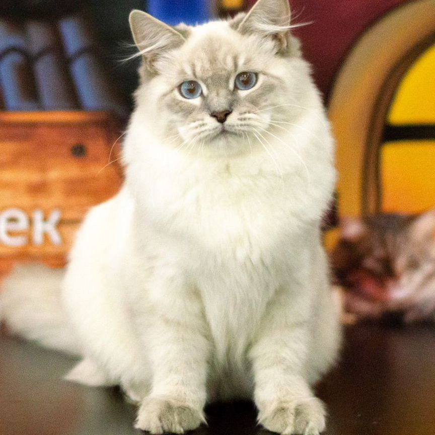 Невская маскарадная котенок мальчик