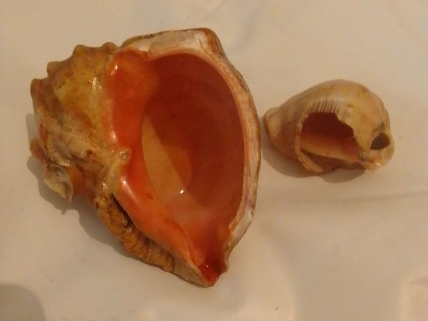 Морские ракушки раковины большие