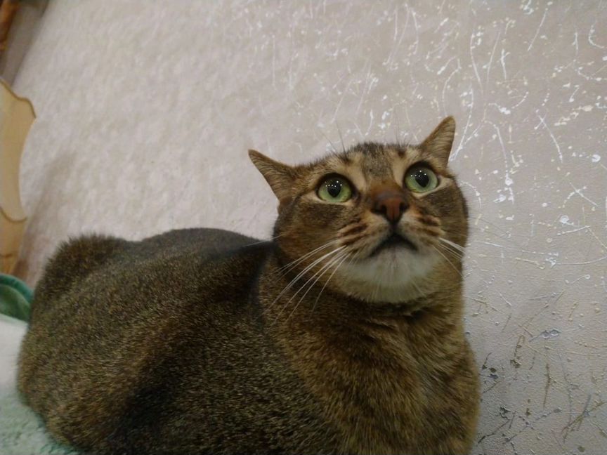 Отдам кошку в добрые руки