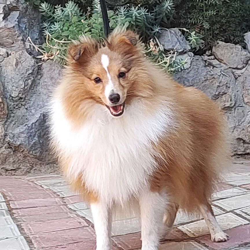 Супер мальчик шелти