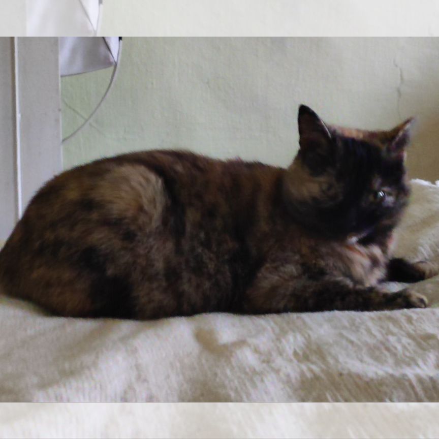 Взрослая кошка в добрые руки