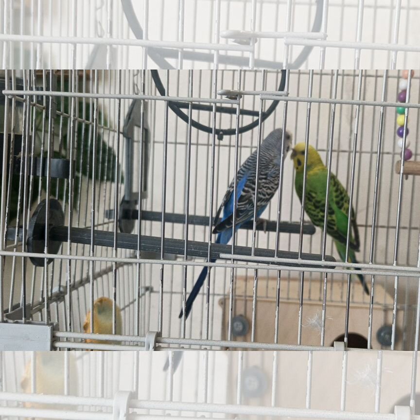 Волнистый попугай