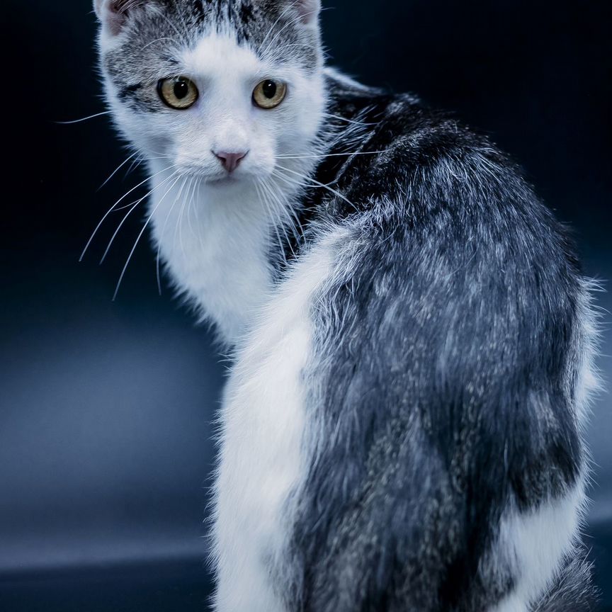 Весёлый котенок Бани, около 4, 5 месяцев