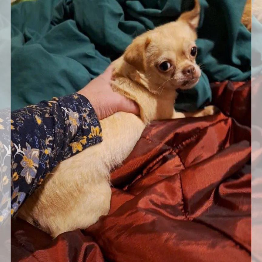 Чихуахуа, взрослая собака