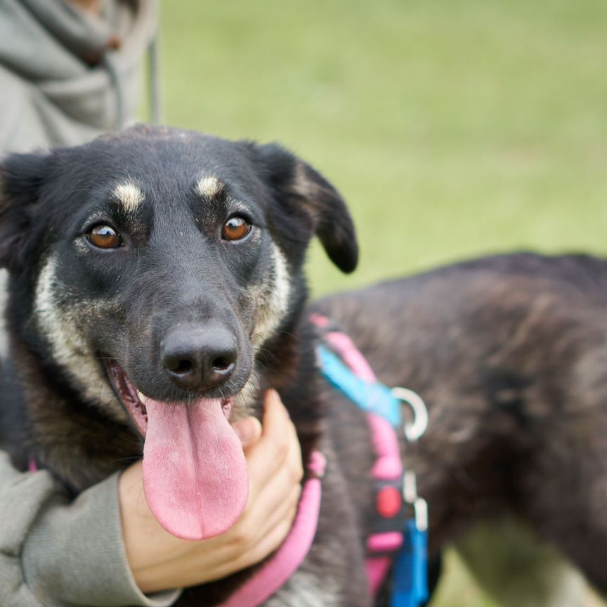 Хади - настоящая модель из приюта