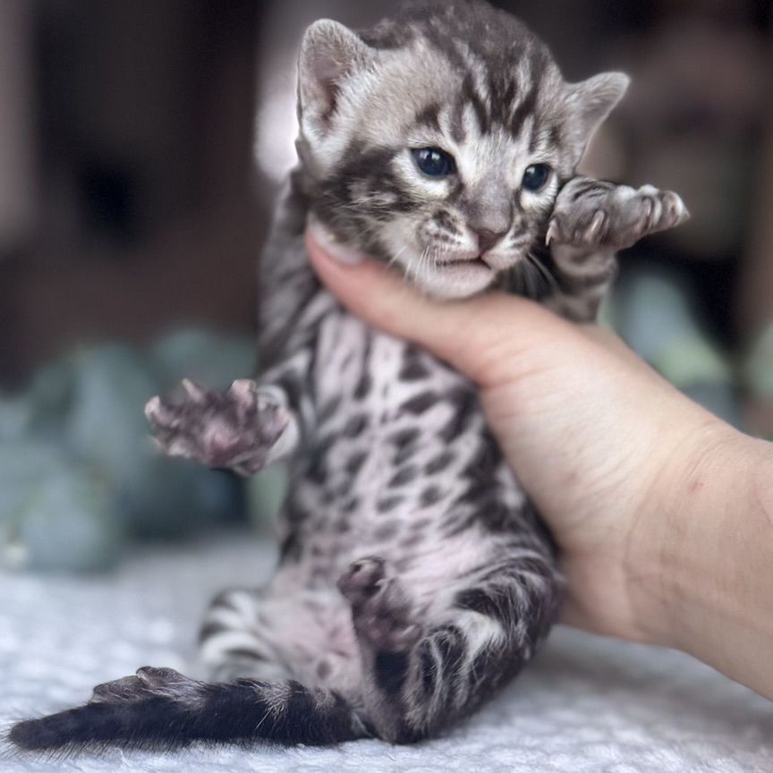 Мальчик серебро уголь