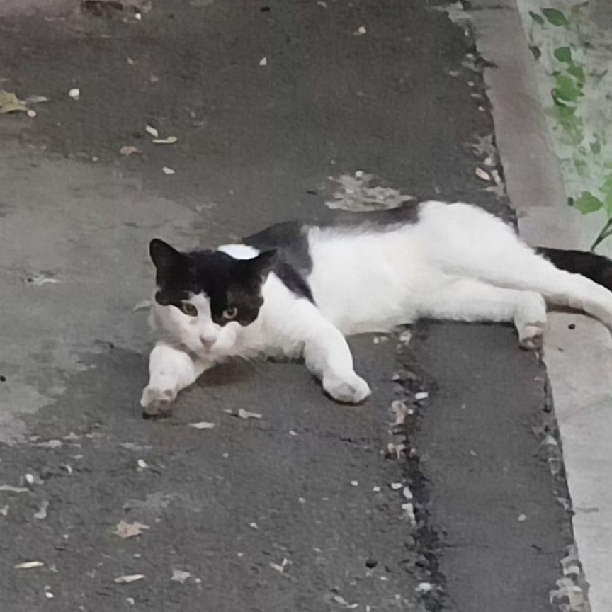 Котик ищет передержку