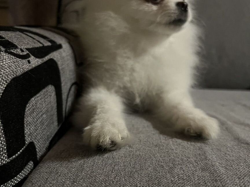 Померанский шпиц мини - девочка