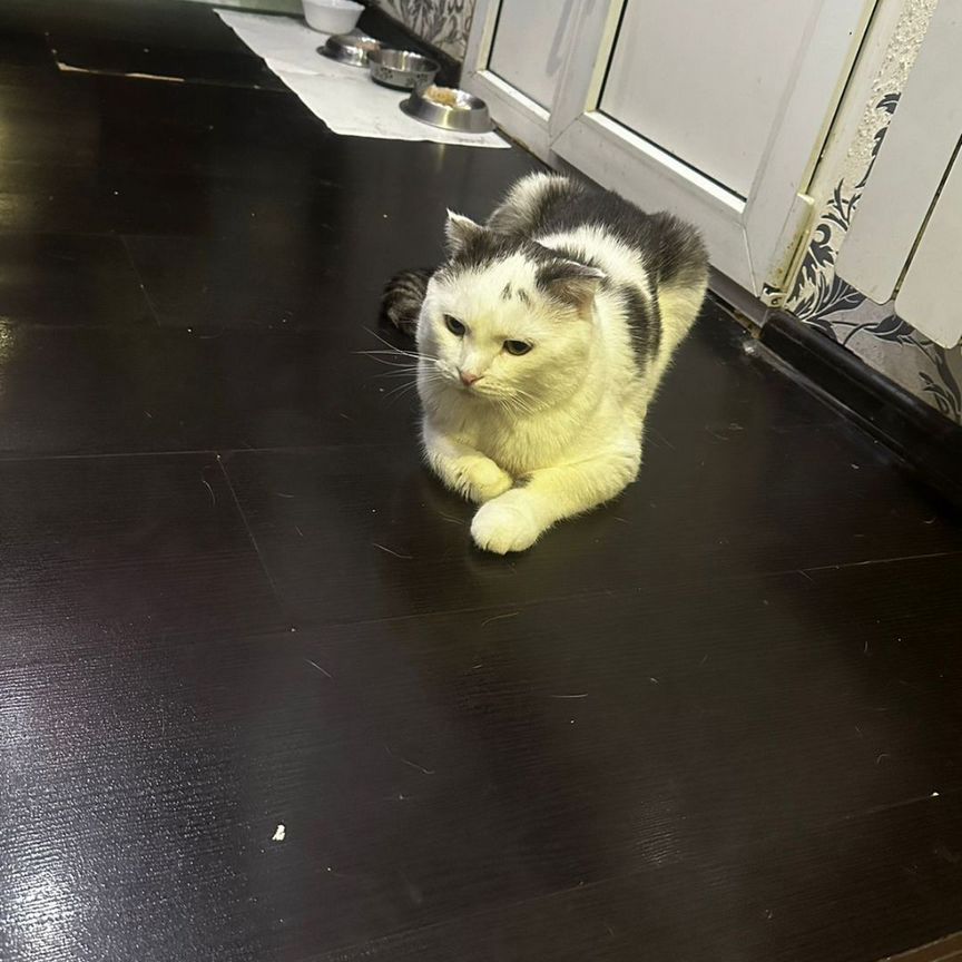 Британский вислоухий кот