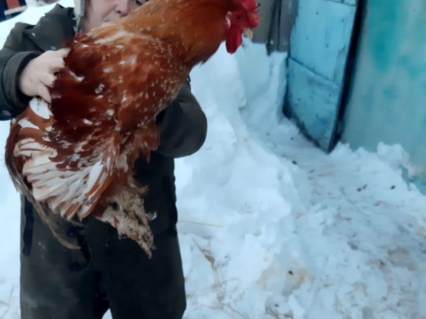 Петух