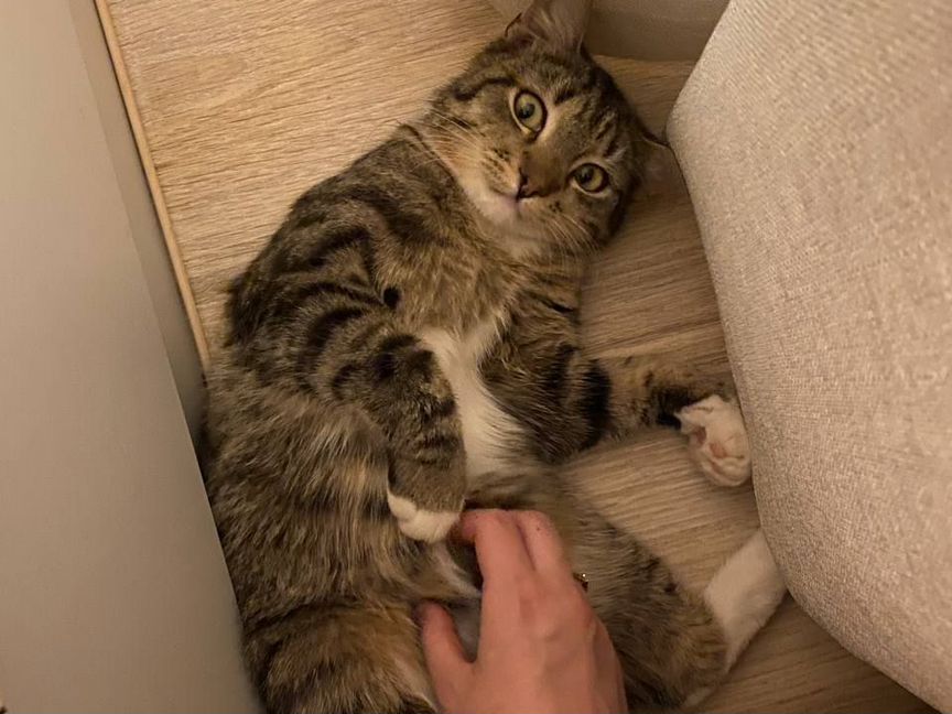 Отдам котенка подростка в добрые руки