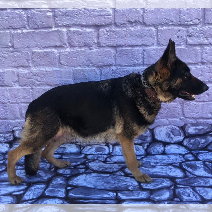 Щенки Немецкая овчарка чистокровная с документами