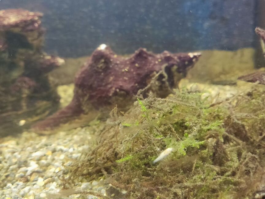 Аквариумные рыбки