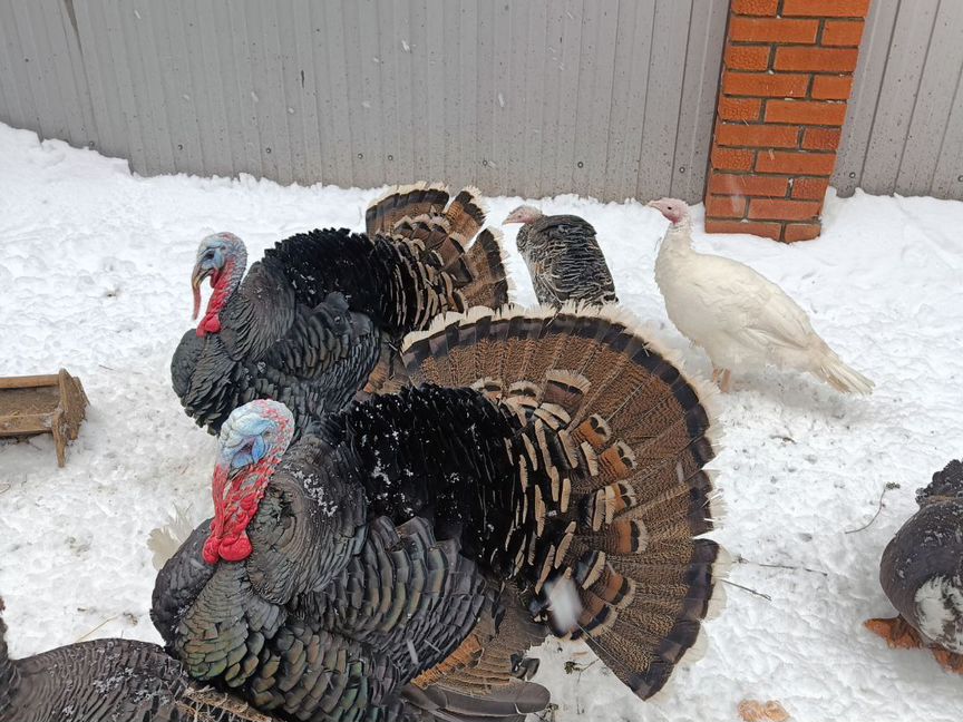 Индюки на племя
