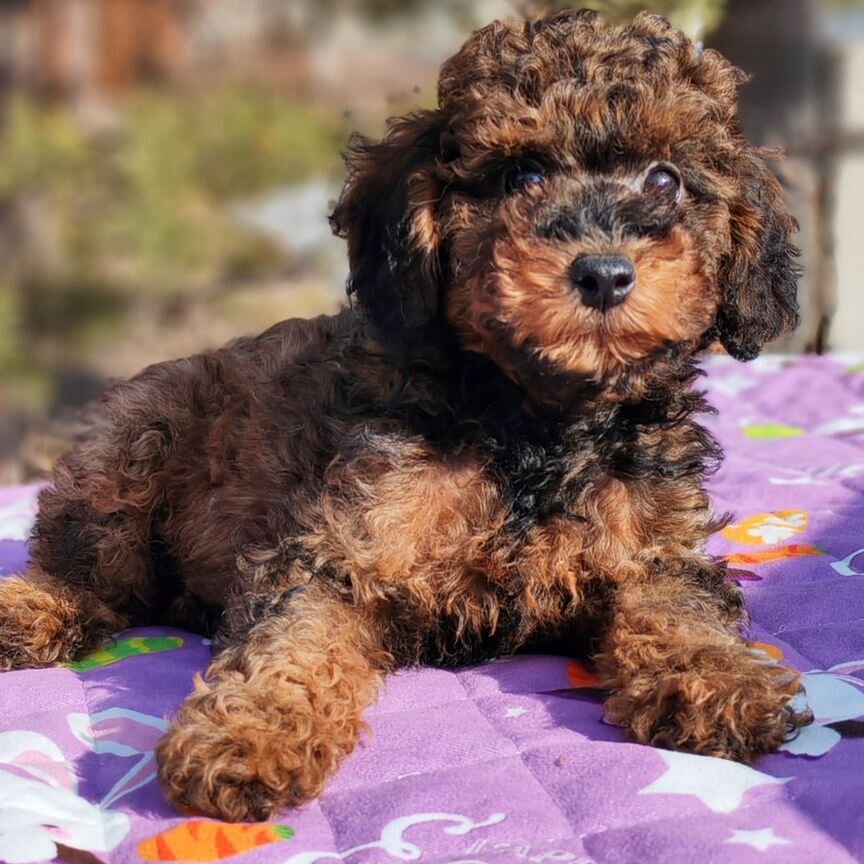 Пудель, щенок