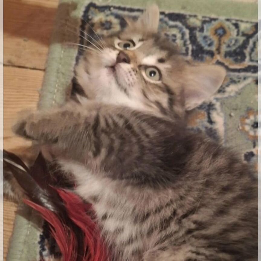 Котенок с мягким характером