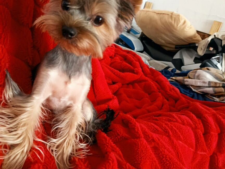 Йоркширский терьер мини