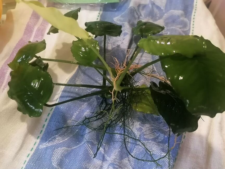 Анубиас бартера