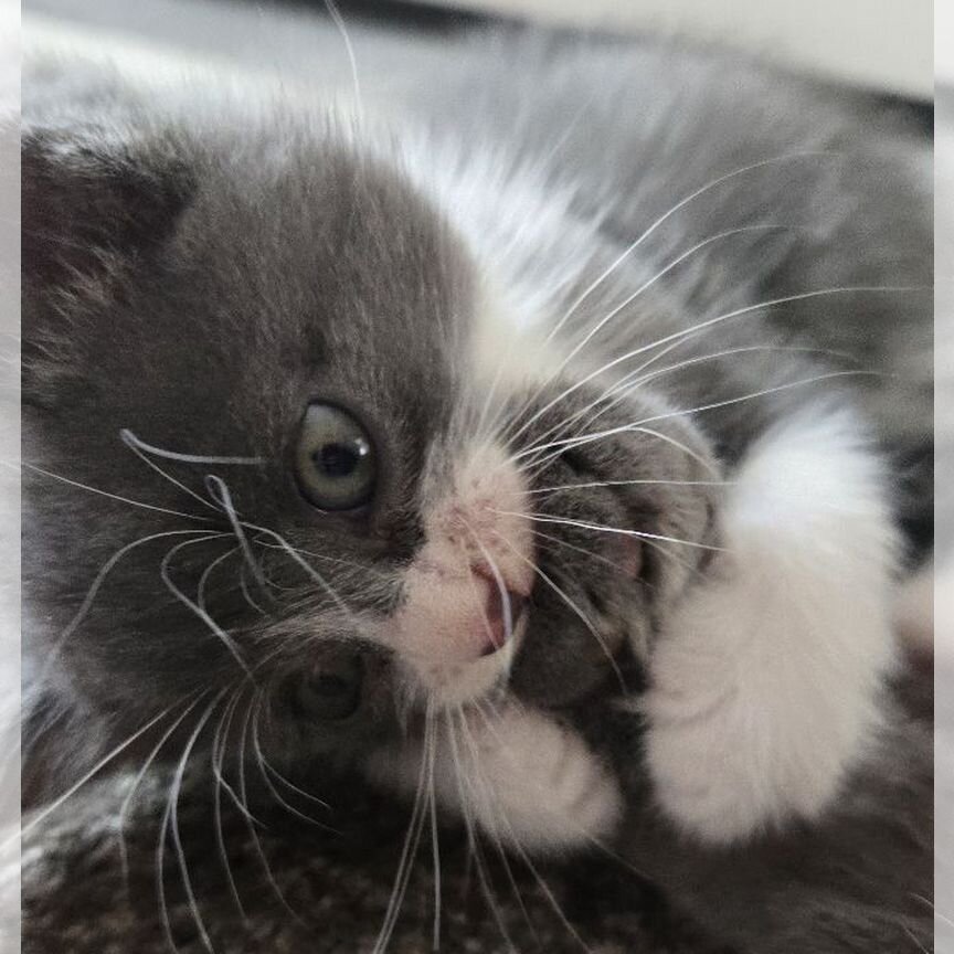 Котята в добрые руки 1 месяц