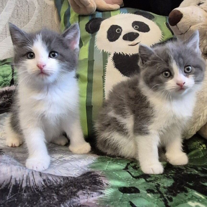 Котёнок от частного владельца