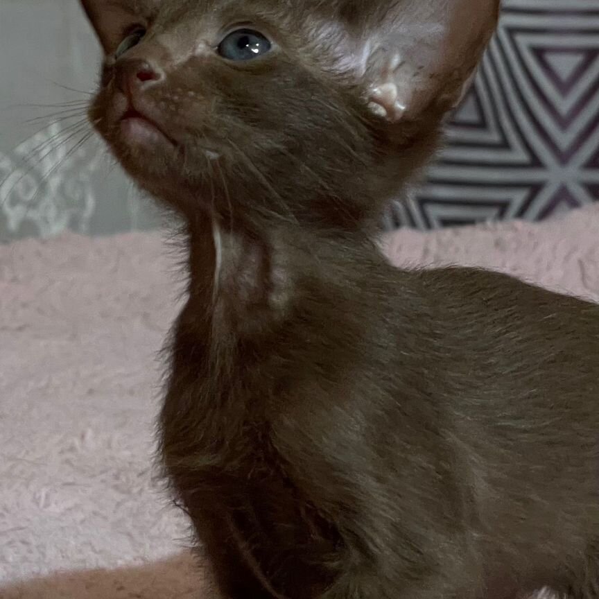 Ориентальные котята