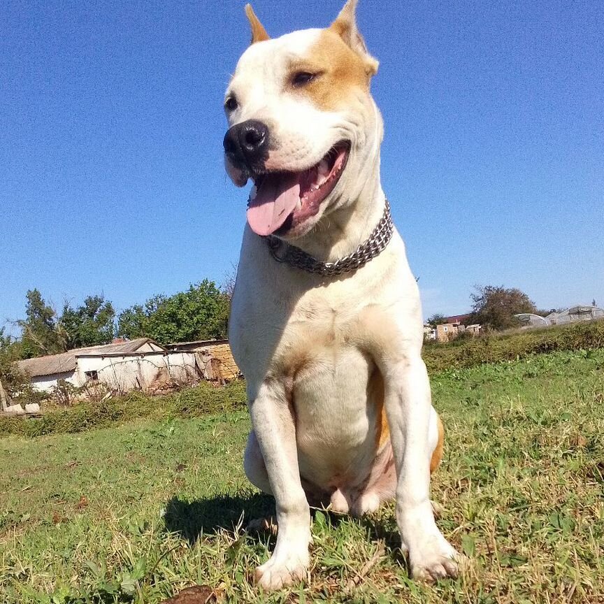 Вязка Стаффорд чистокровный 1 год