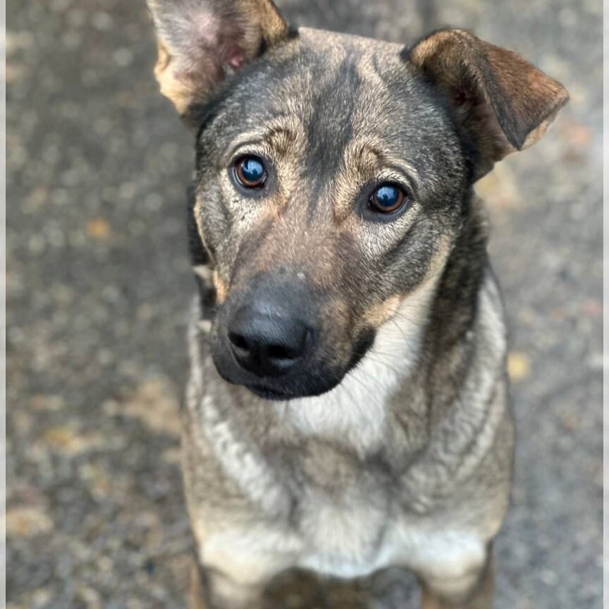 Собака в добрые руки. Малышка Лили