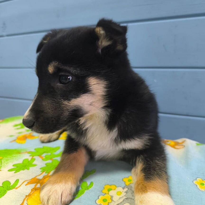 Щенки в добрые руки