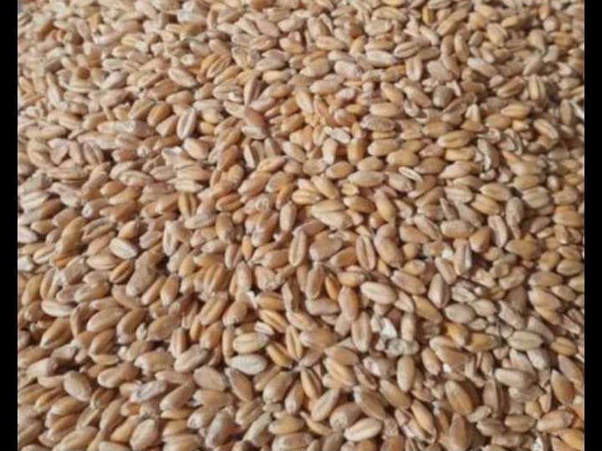 Зерно пшеница ячмень кукуруза