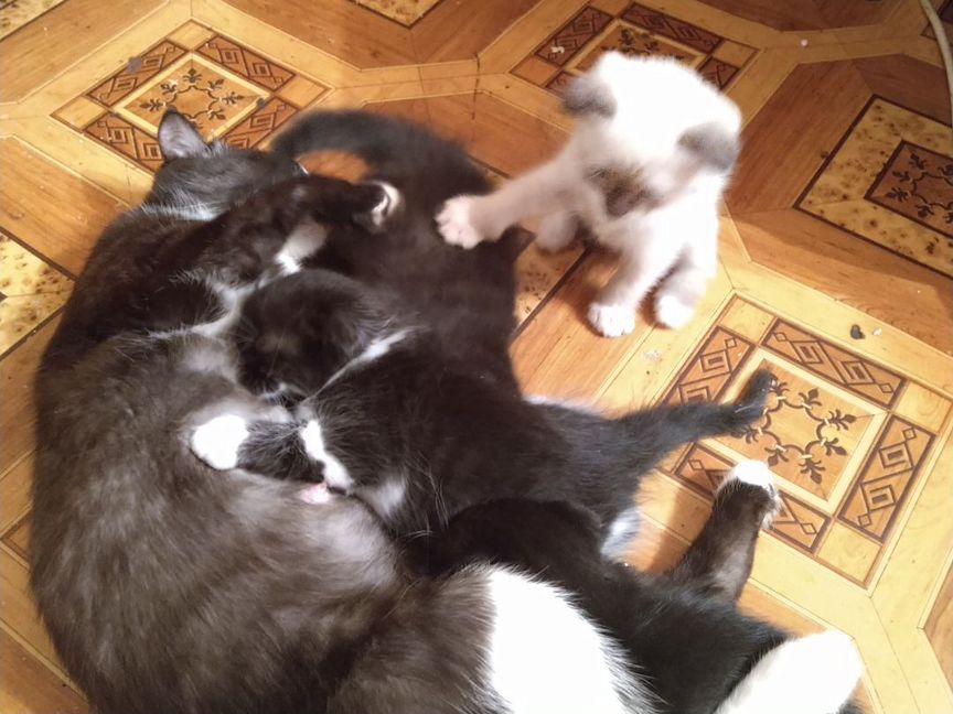 Котята в добрые руки бесплатно 2 кота и 2 кошачки