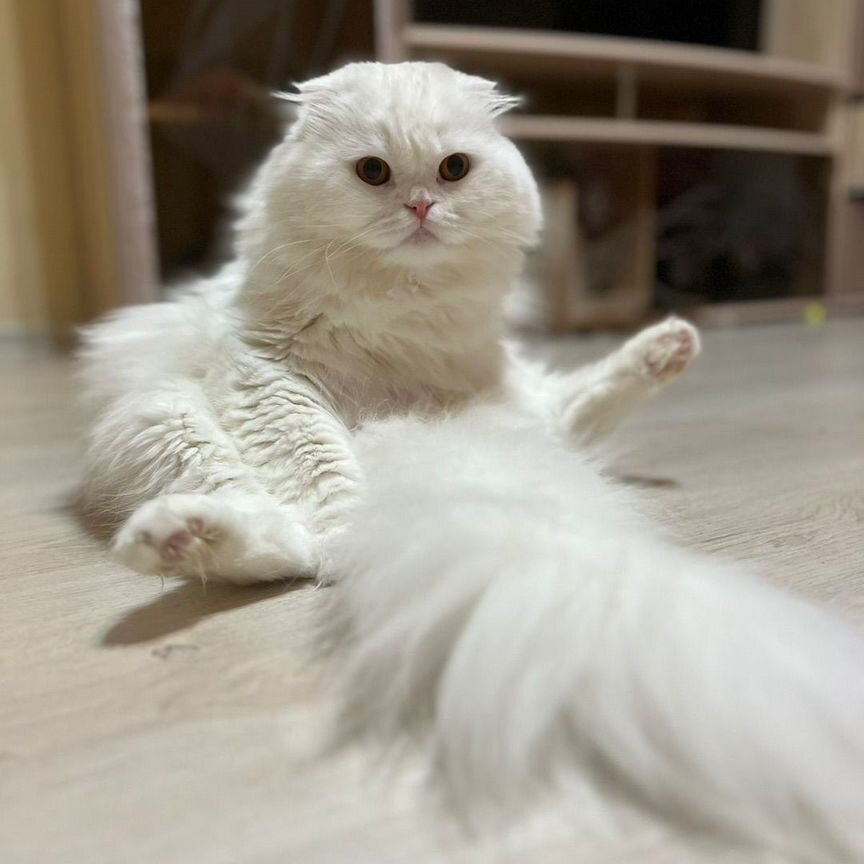 Шотландский кот