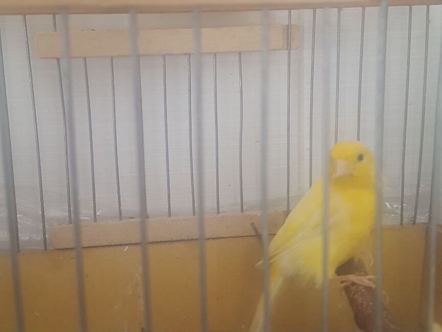 Канарейка самка