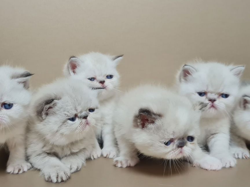 Экзотические короткошерстные котята