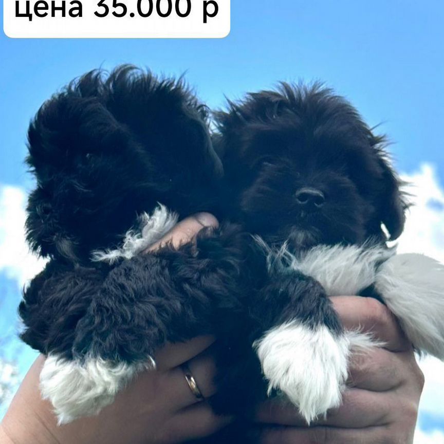 Шикарные мальтипу