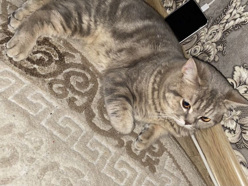 Шотландский кот