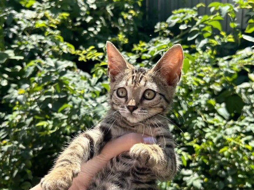 Котенок мальчик серый