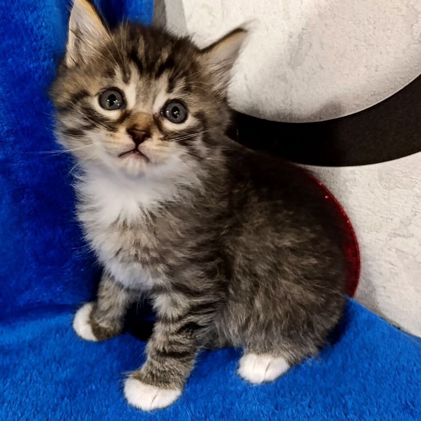 Котенок мальчик 1 месяц