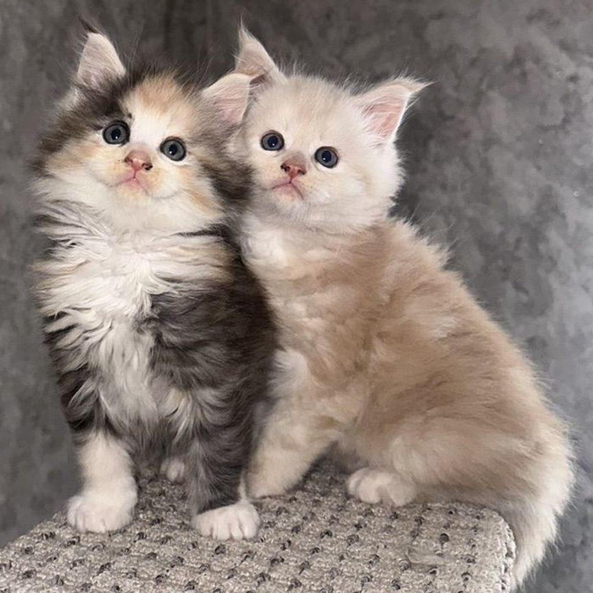 Мейн-кун котёнок